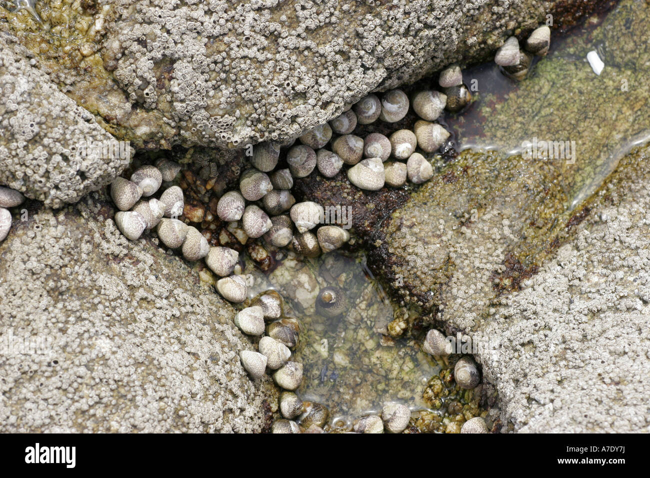 barnacle (Balanus spec.), Sea snails at rocks, France, Brittany, Loire ...