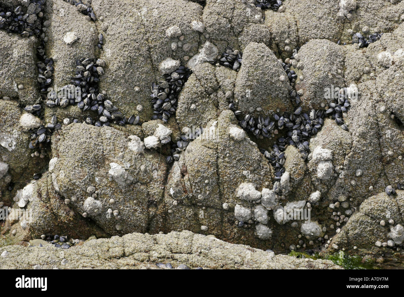 mussels (Mytiloidea), mussels and oysters to rock, France, Brittany ...