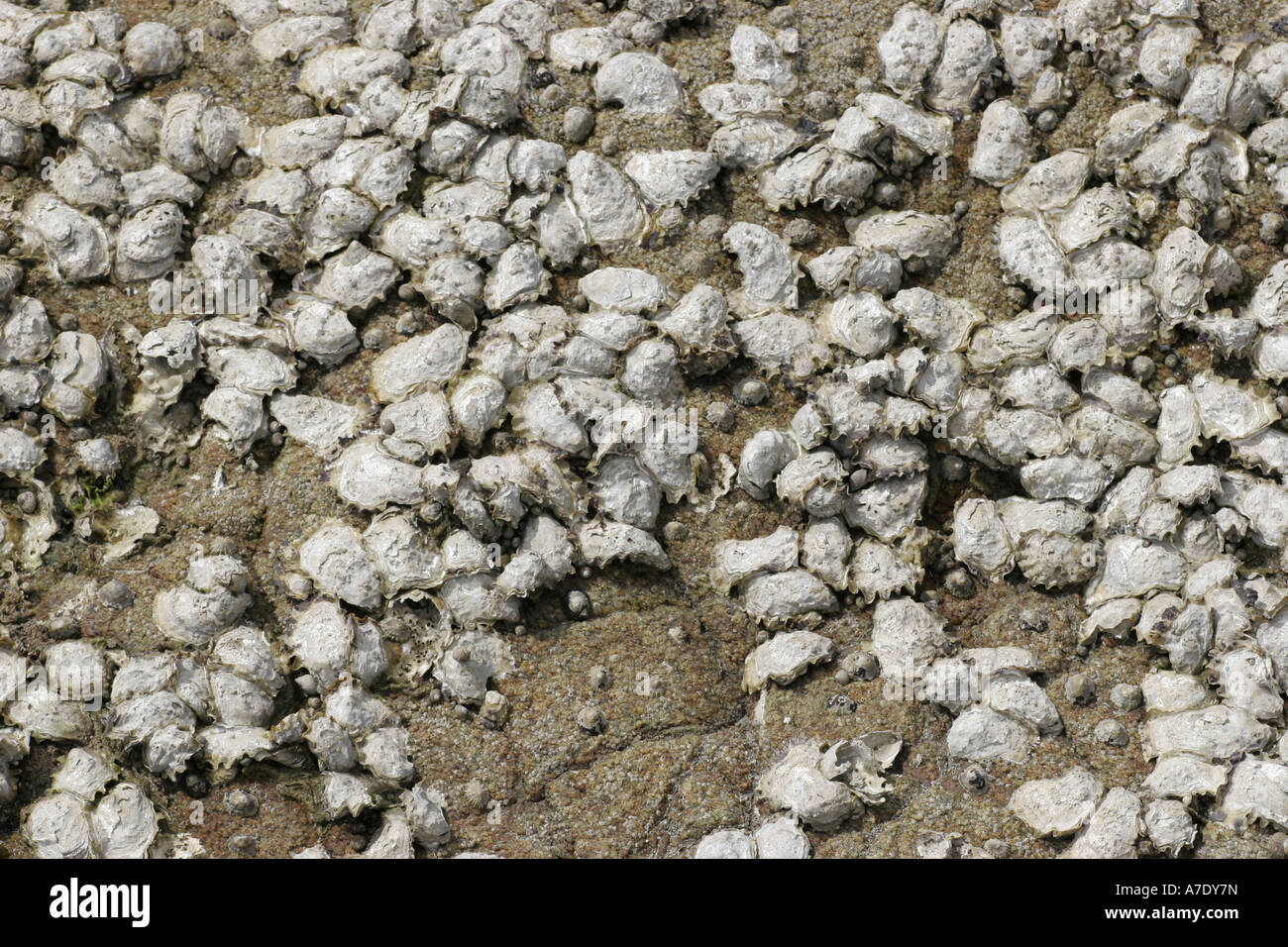 Oyster piles hi-res stock photography and images - Alamy