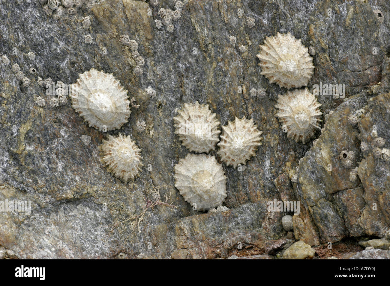 shells at rock, France, Brittany, Loire Atlantique Stock Photo - Alamy