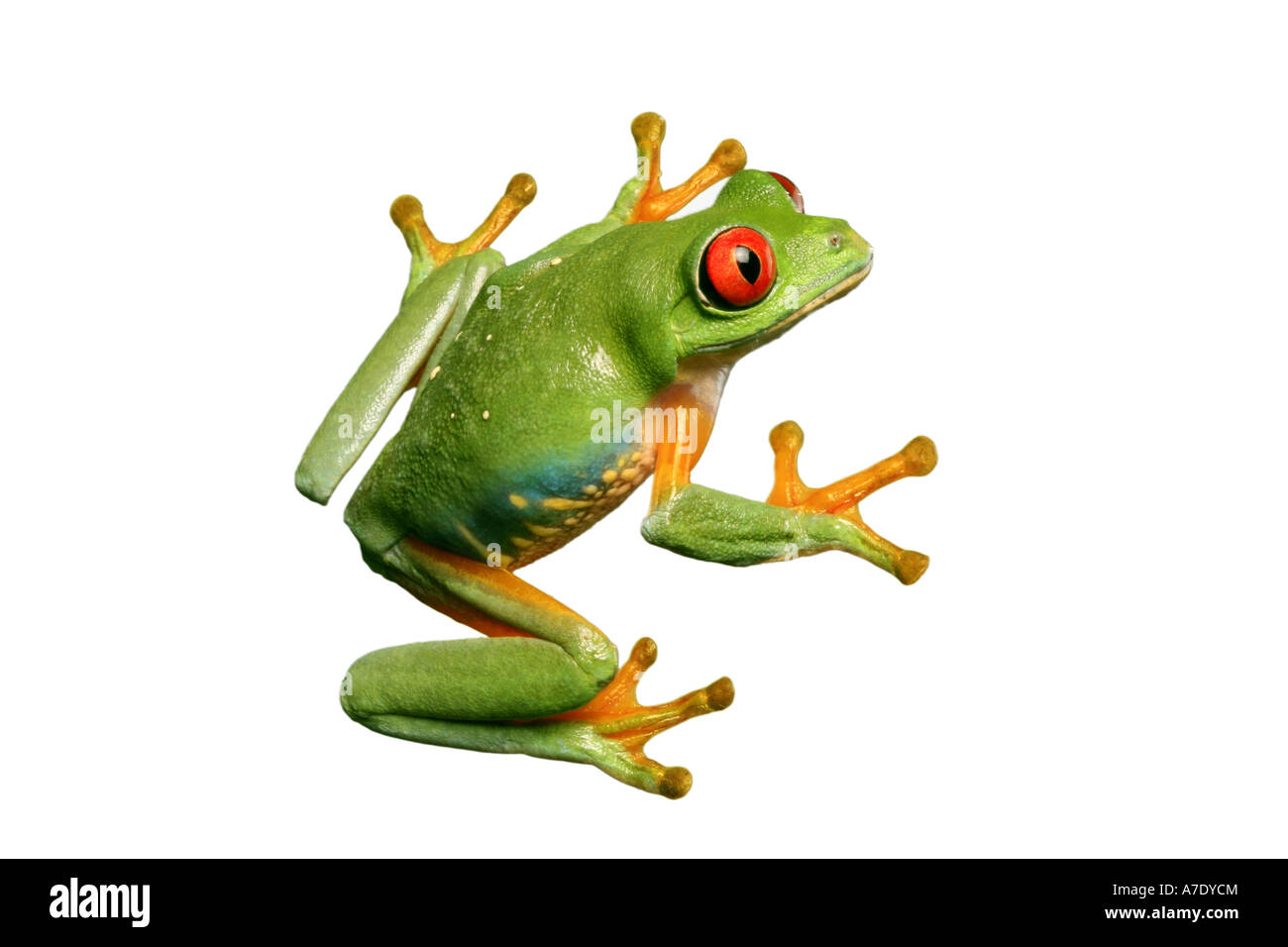 red-eyed treefrog, redeyed treefrog, redeye treefrog, red eye treefrog ...