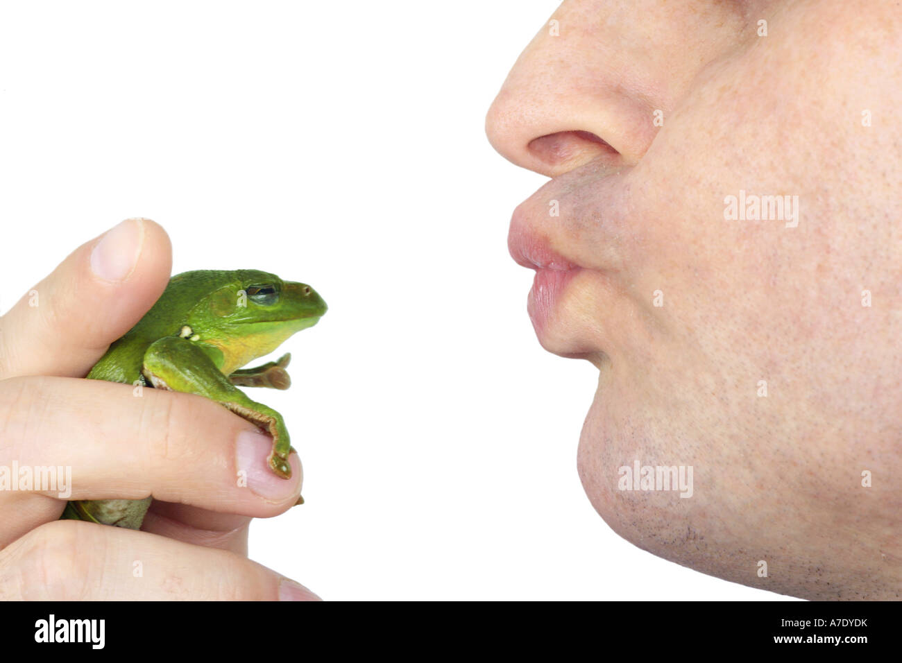 kissing a frog Stock Photo - Alamy