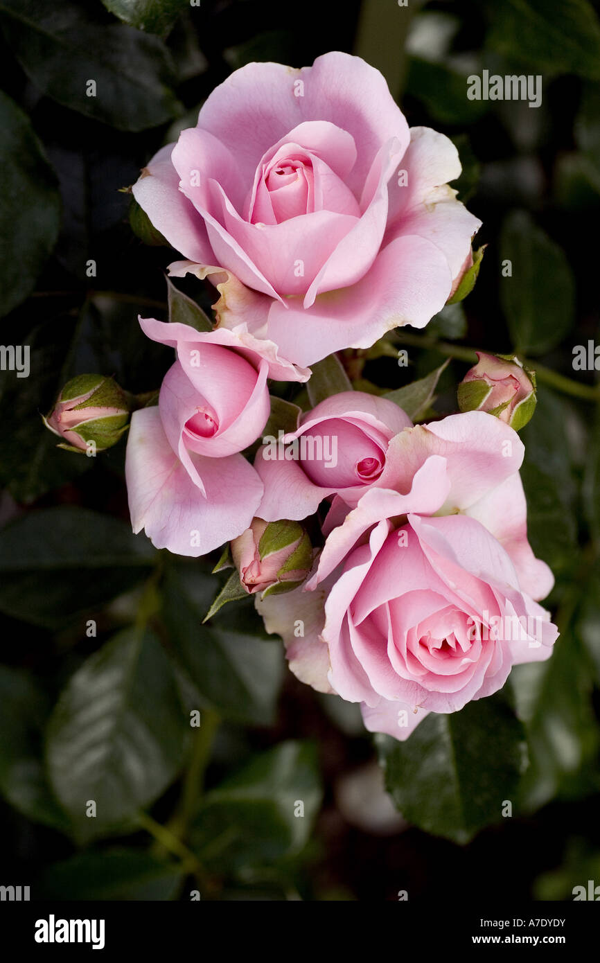 rose (Rosa 'Rosenfee', Rosa Rosenfee), blossoms Stock Photo - Alamy