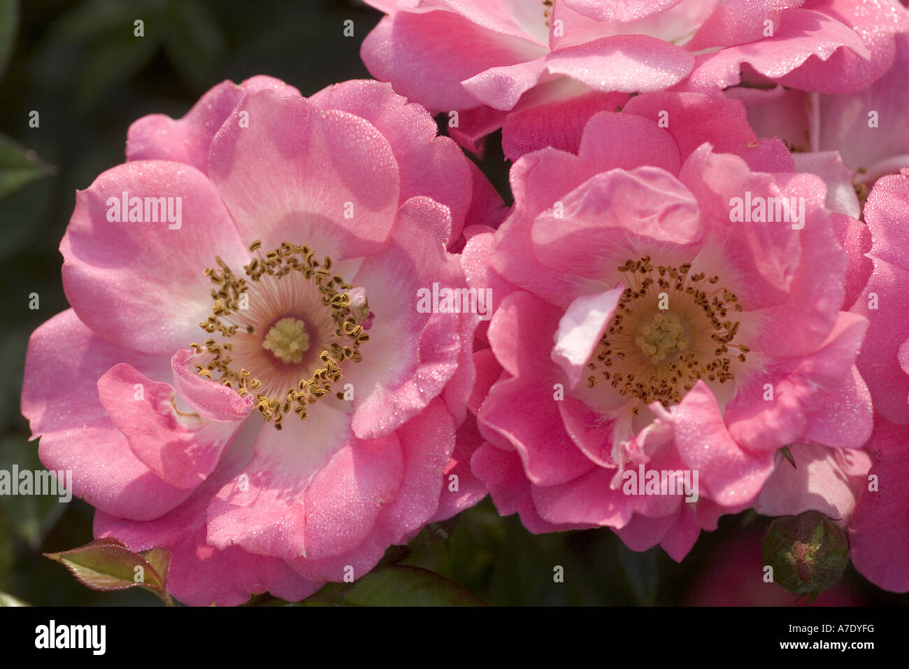 rose (Rosa spec.), blossoms Stock Photo - Alamy