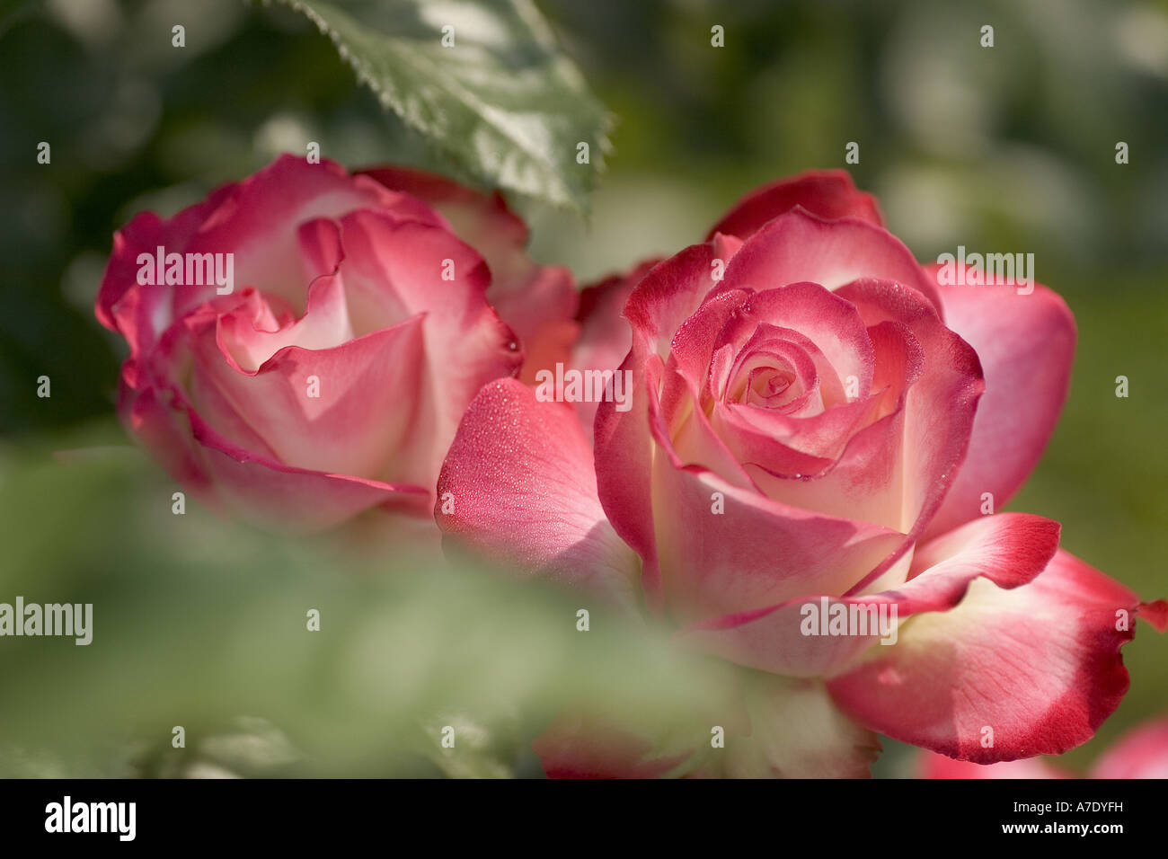 rose (Rosa 'Jubilee du prince de Monaco', Rosa Jubilee du prince de ...