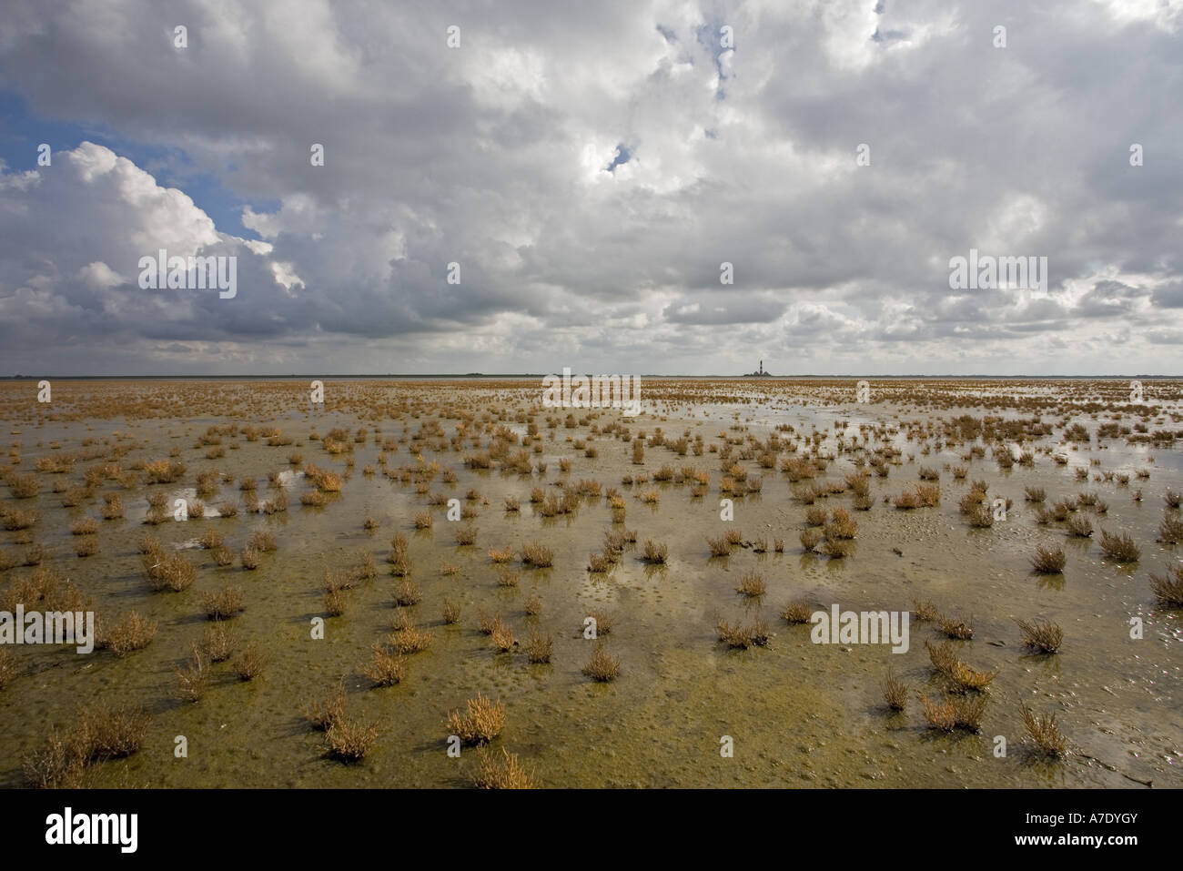 common glasswort (Salicornia europaea), Glasswort in the Waddensea ...