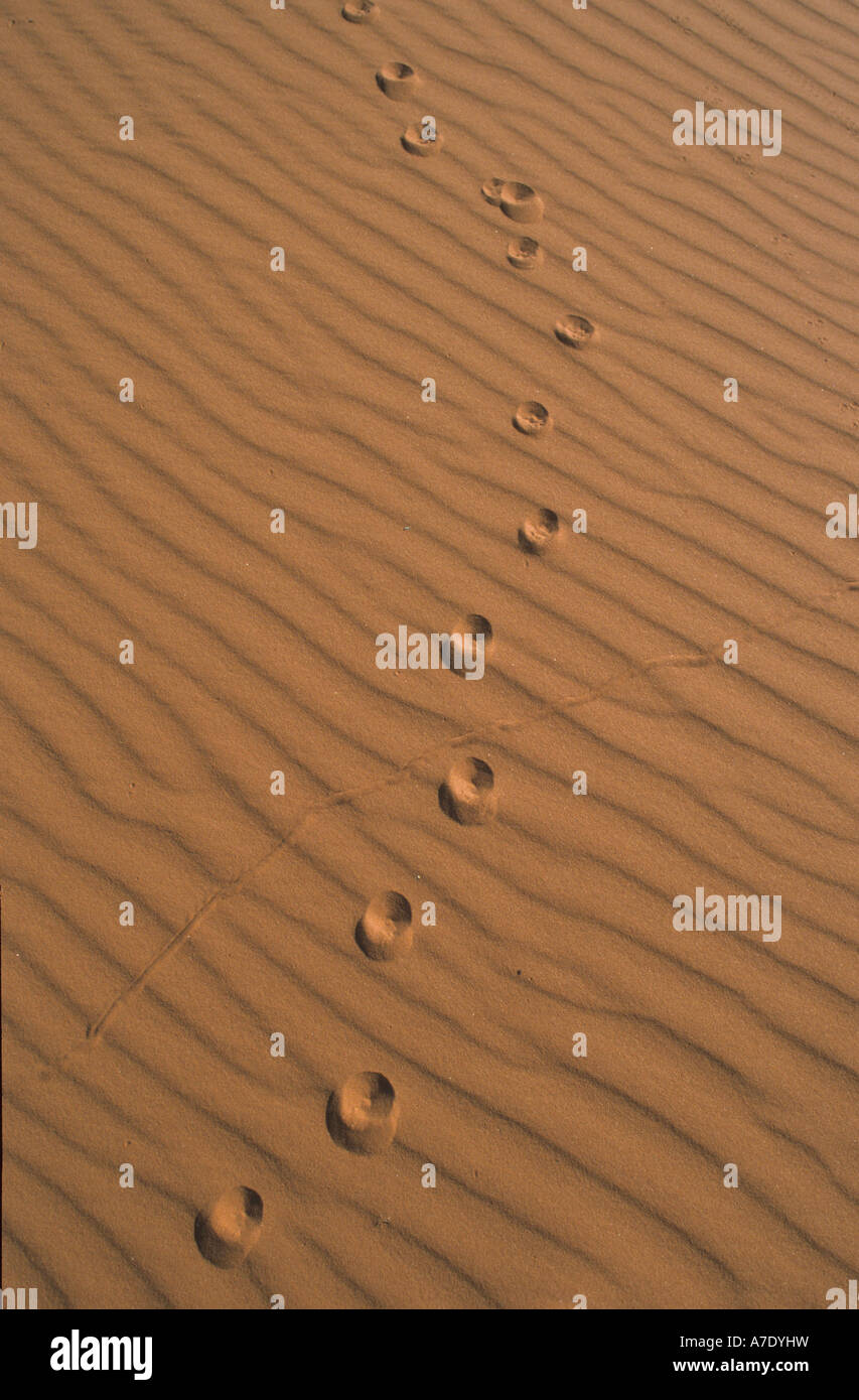 tracks in desert sand of the Kalahari, South Africa Stock Photo - Alamy