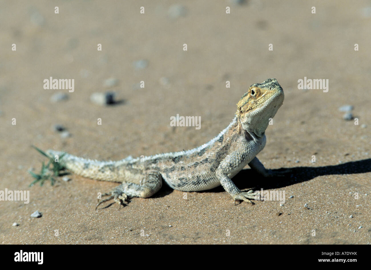 Pedioplanis lineoocellata hi-res stock photography and images - Alamy