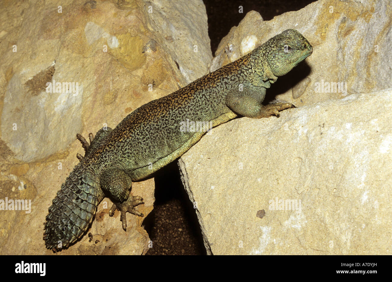 Spiny tailed agama lizard hi-res stock photography and images - Alamy