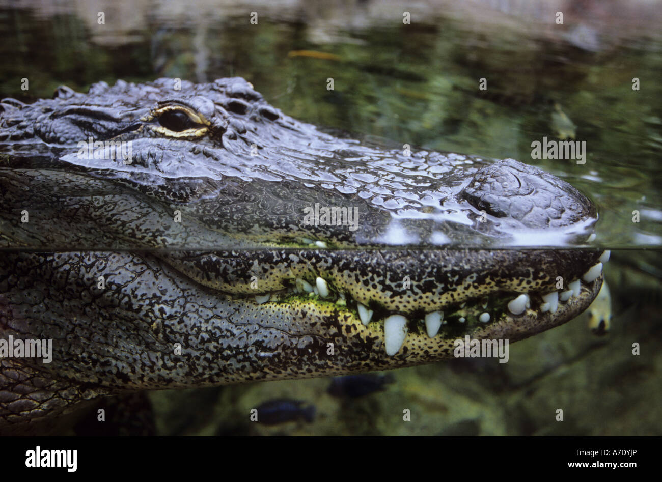 Muzzle alligator crocodile hi-res stock photography and images - Alamy