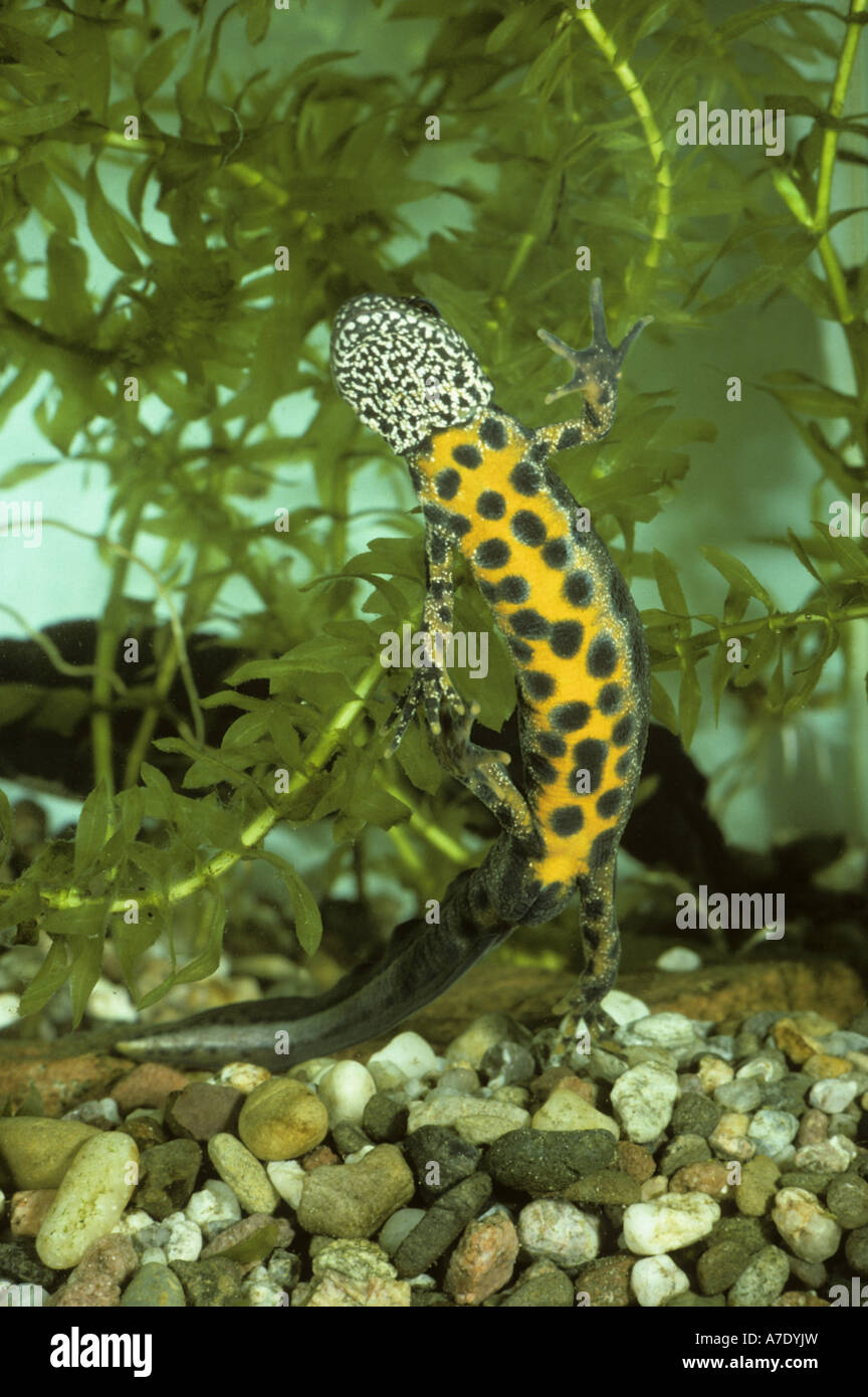 warty newt, crested newt, European crested newt (Triturus cristatus ...