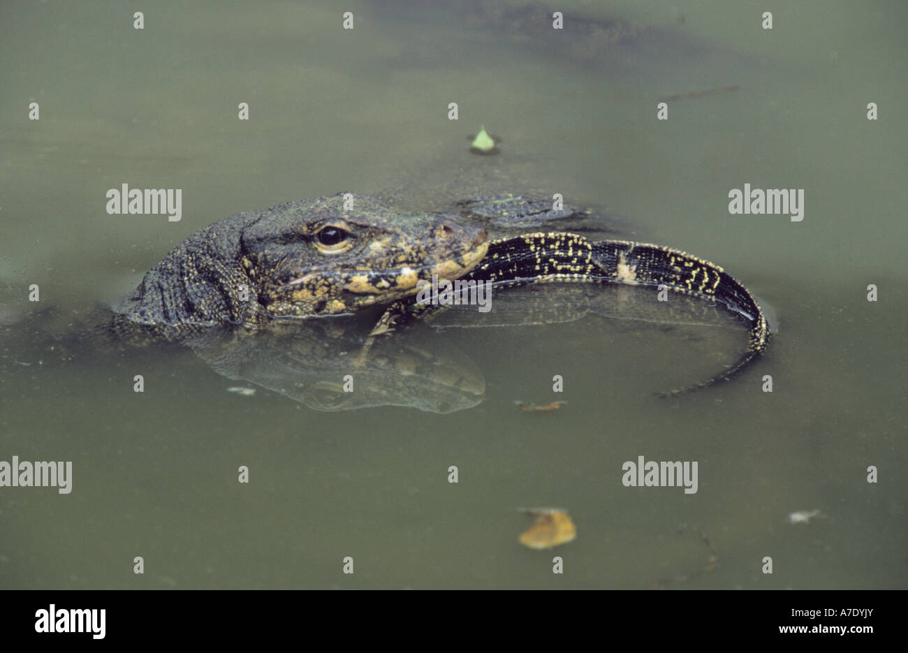 Swimming water monitor hi-res stock photography and images - Alamy