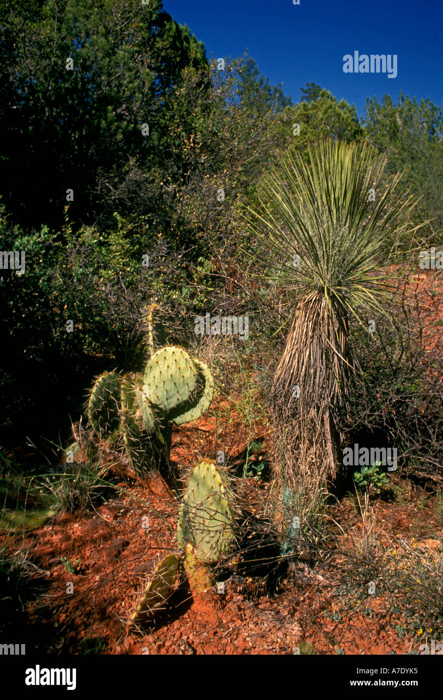 cactus, cacti, red rock country, Boynton Canyon, Sedona, Arizona ...