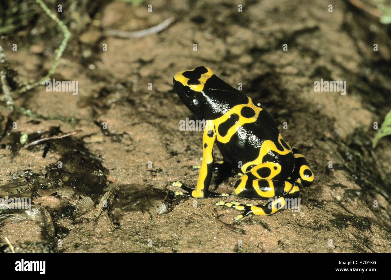 yellow-banded poison dart frog, yellow banded poison frog, bumble bee ...
