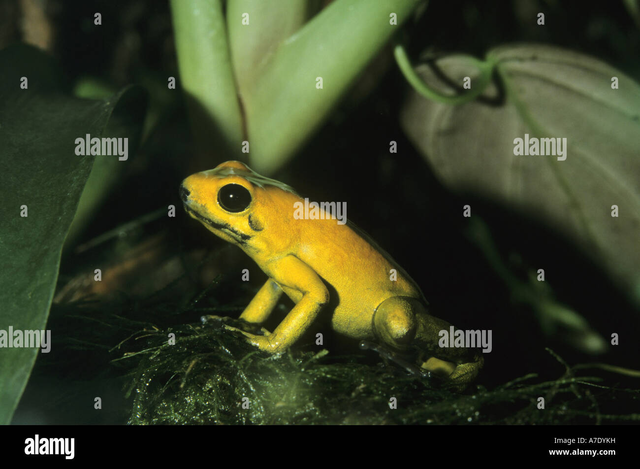golden poison frog (Phyllobates terribilis Stock Photo - Alamy