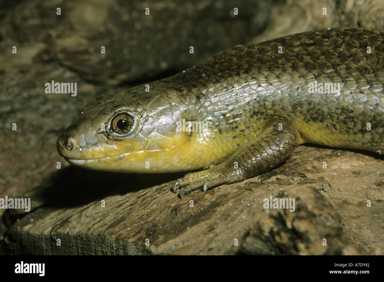 land mullet, major skink (Egernia major), portrait Stock Photo - Alamy