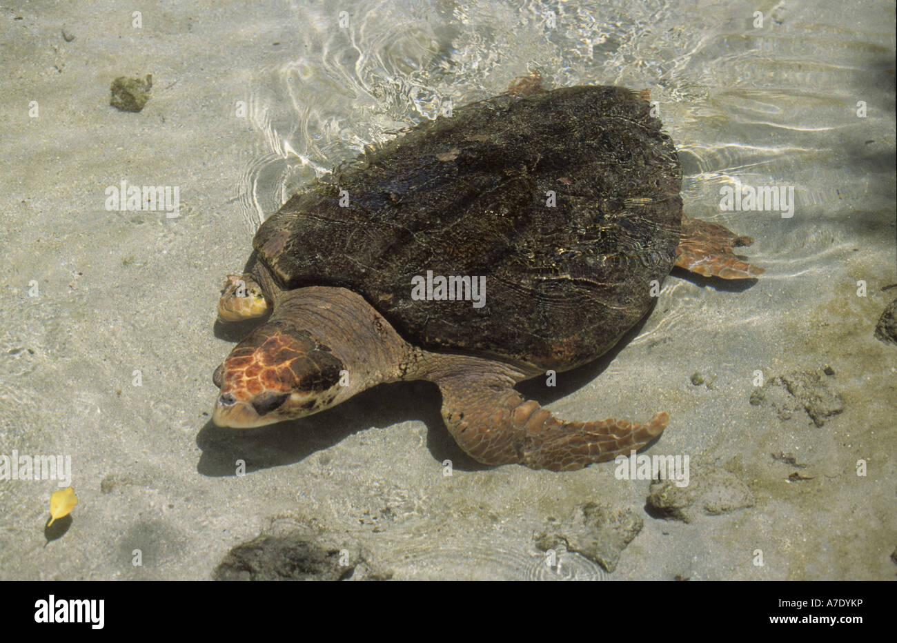 loggerhead sea turtle, loggerhead (Caretta caretta), swimming Stock ...