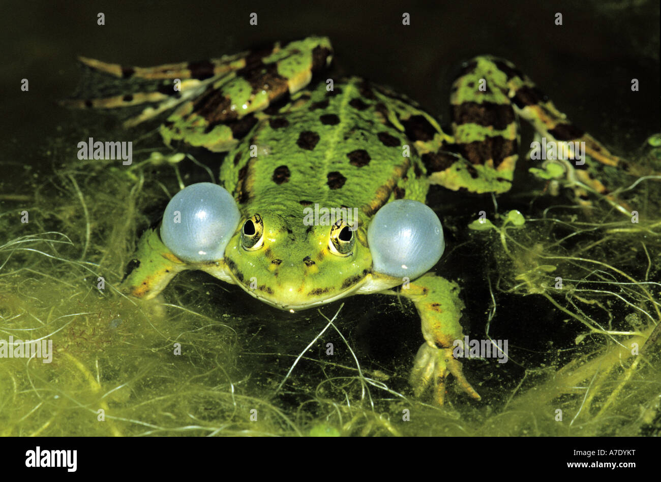 European edible frog, common edible frog (Rana kl. esculenta, Rana ...