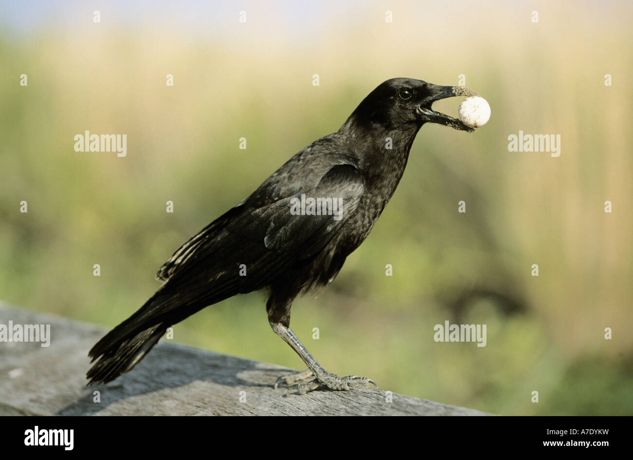 American crow egg hi-res stock photography and images - Alamy