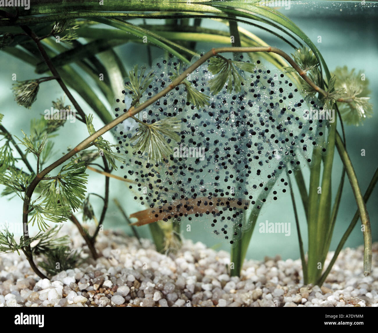 common frog, grass frog (Rana temporaria), spawn, Germany Stock Photo - Alamy