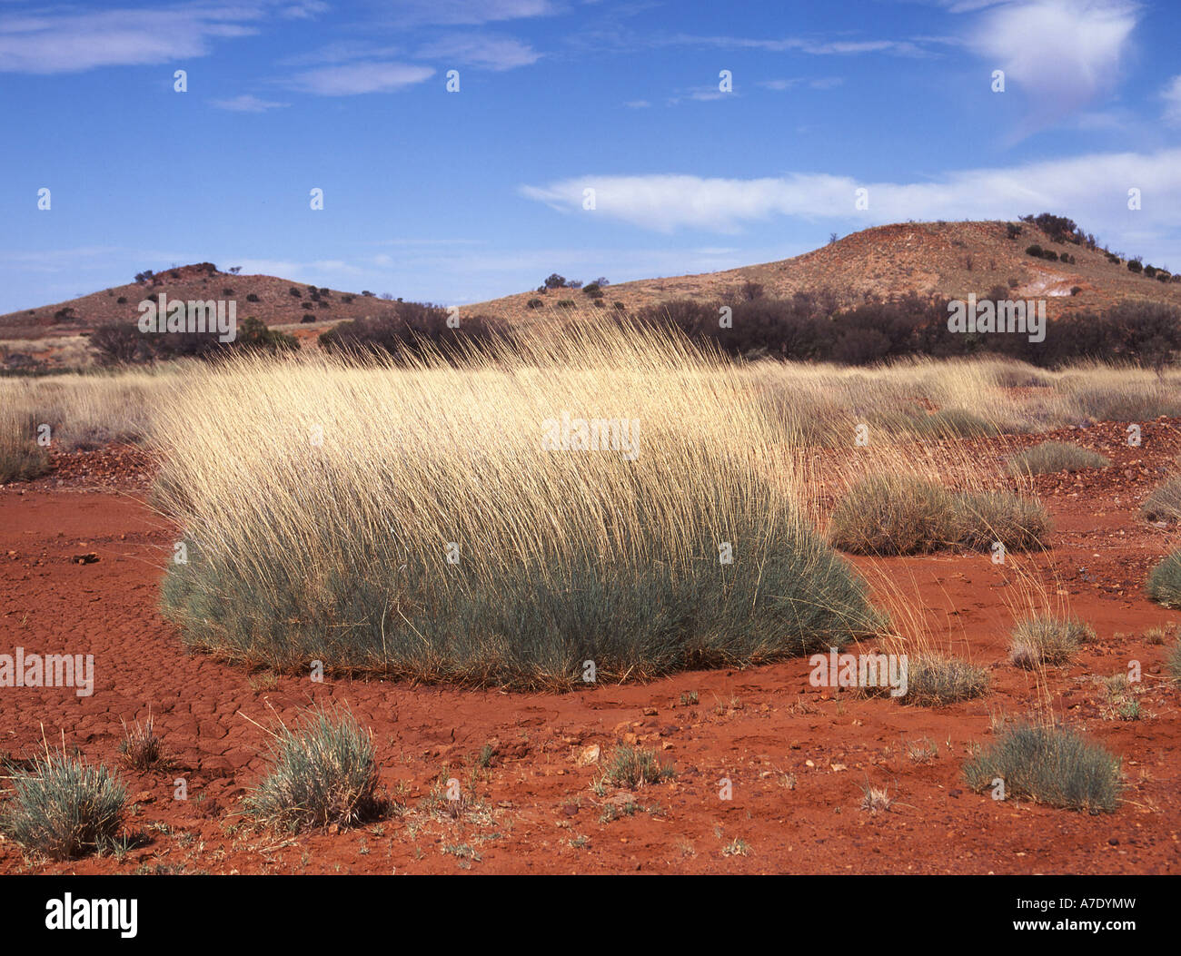 spinifex (Spinifex spec.), desert landscape in central Australia with ...