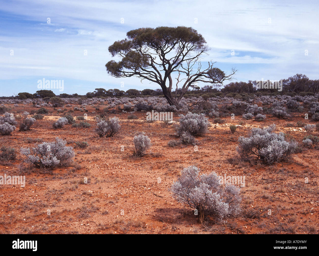Australian saltbush (Atriplex semibaccata), desert landscape in central ...