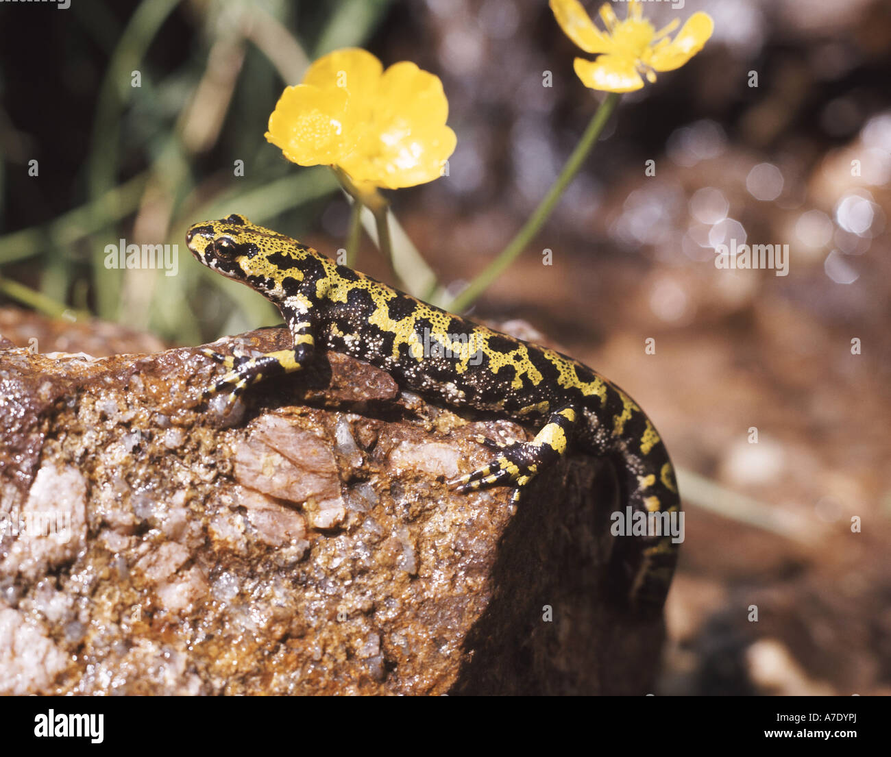 marbled newt (Triturus marmoratus Stock Photo - Alamy