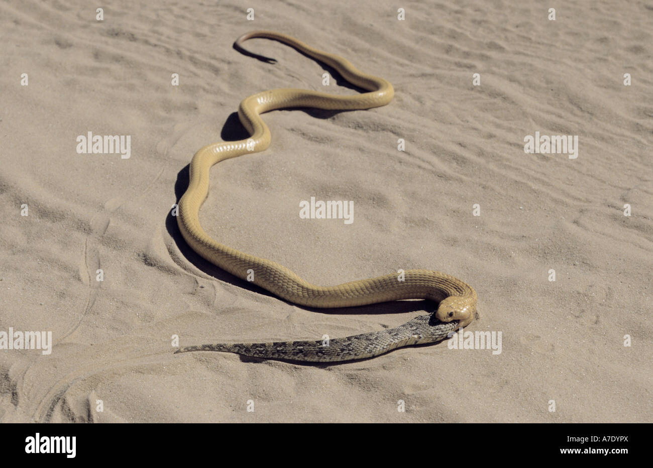 Cape cobra, yellow cobra (Naja nivea), cape cobra feeding on another ...