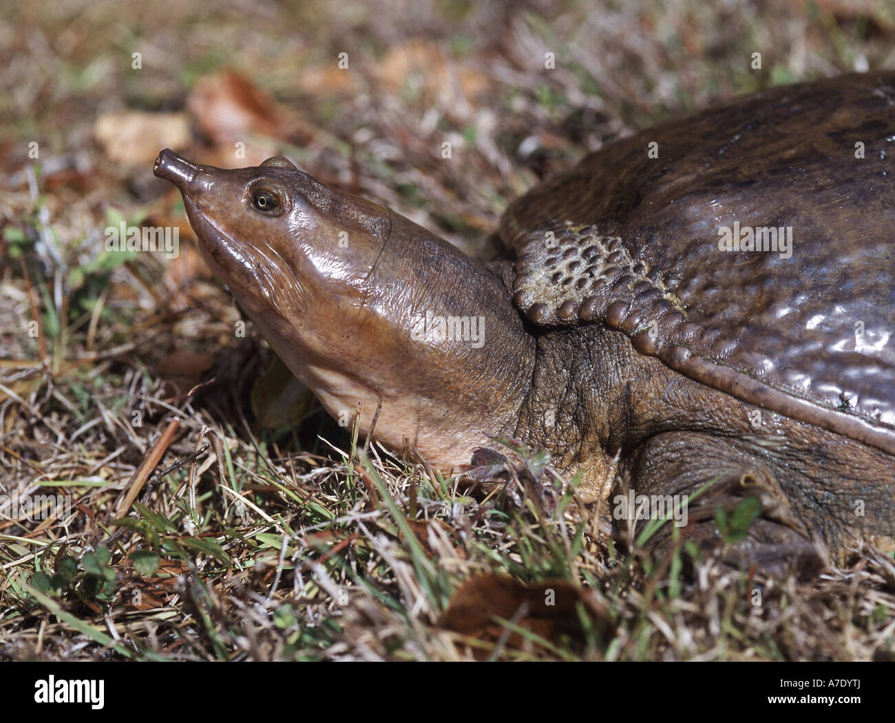 snapping turtle, American snapping turtle (Chelydra serpentina ...