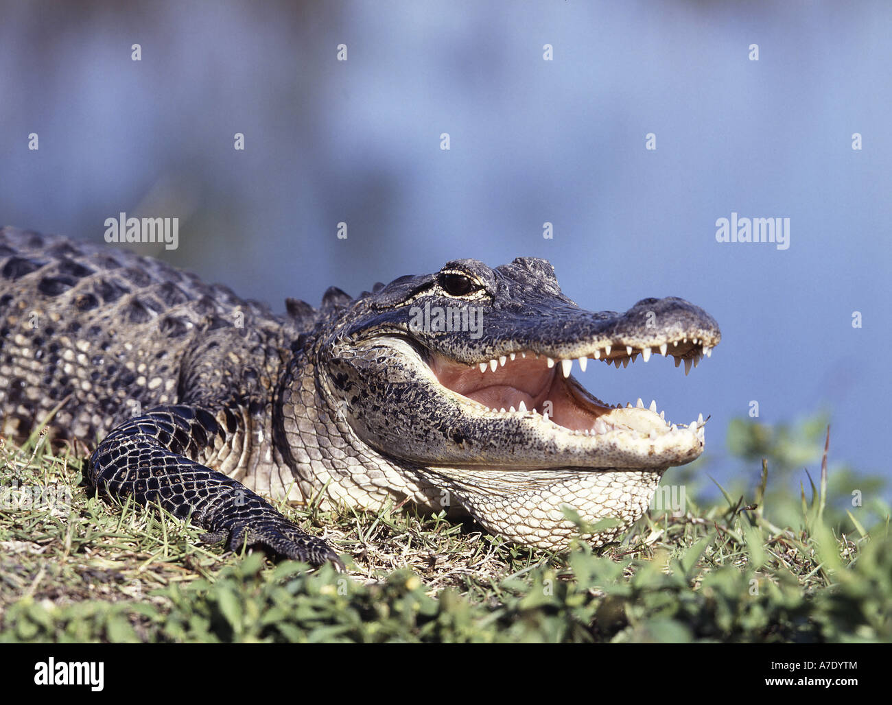 American alligator (Alligator mississippiensis), portrait, USA Stock ...