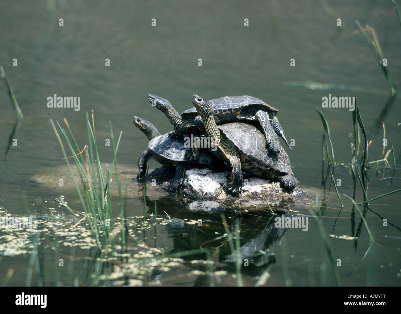 Caspian Pond Turtle (Mauremys caspica), three individuals sunbathing ...