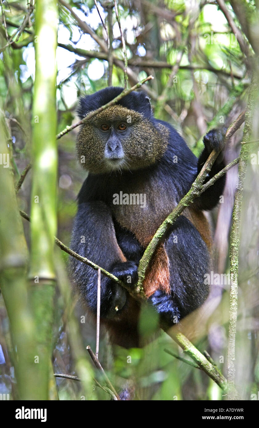 Albertine rift mountains hi-res stock photography and images - Alamy