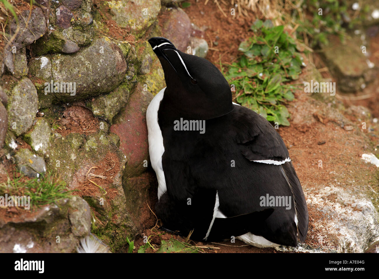 Breeding mcphoto animal hi-res stock photography and images - Alamy