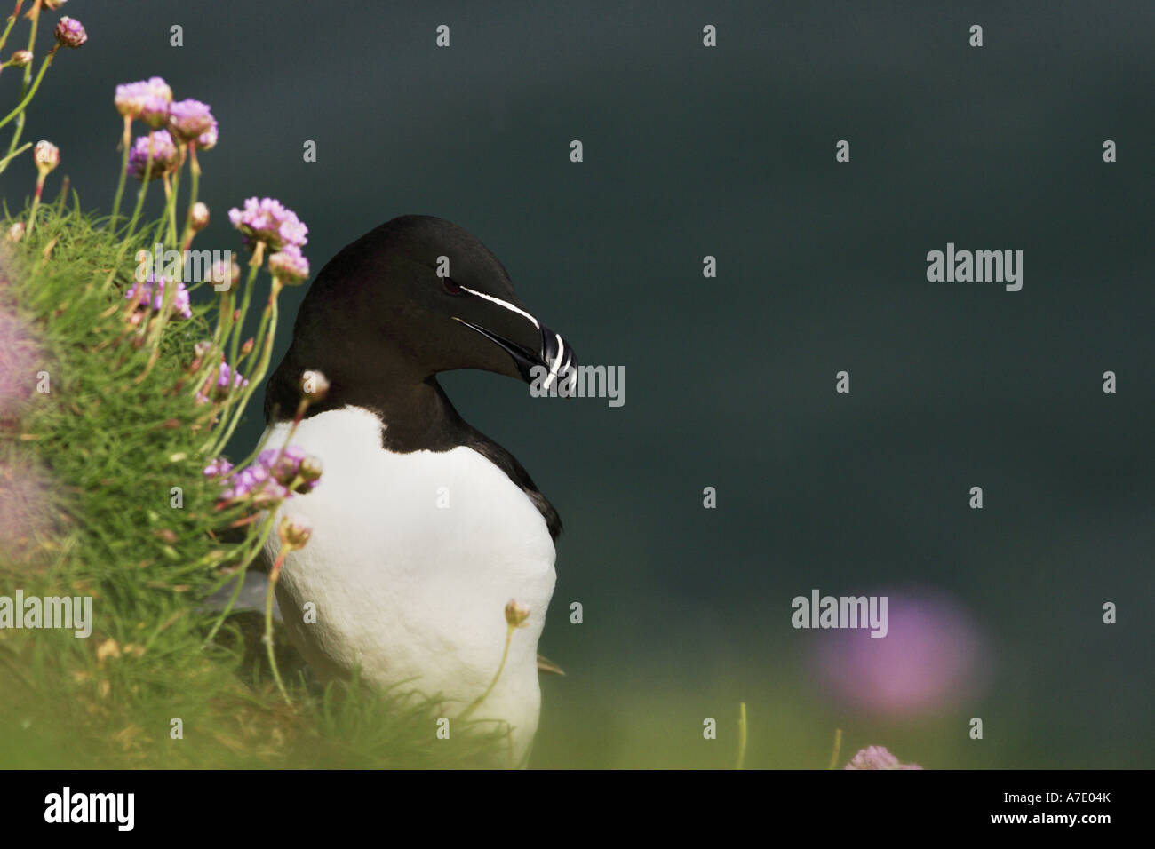 Alca torda family hi-res stock photography and images - Alamy