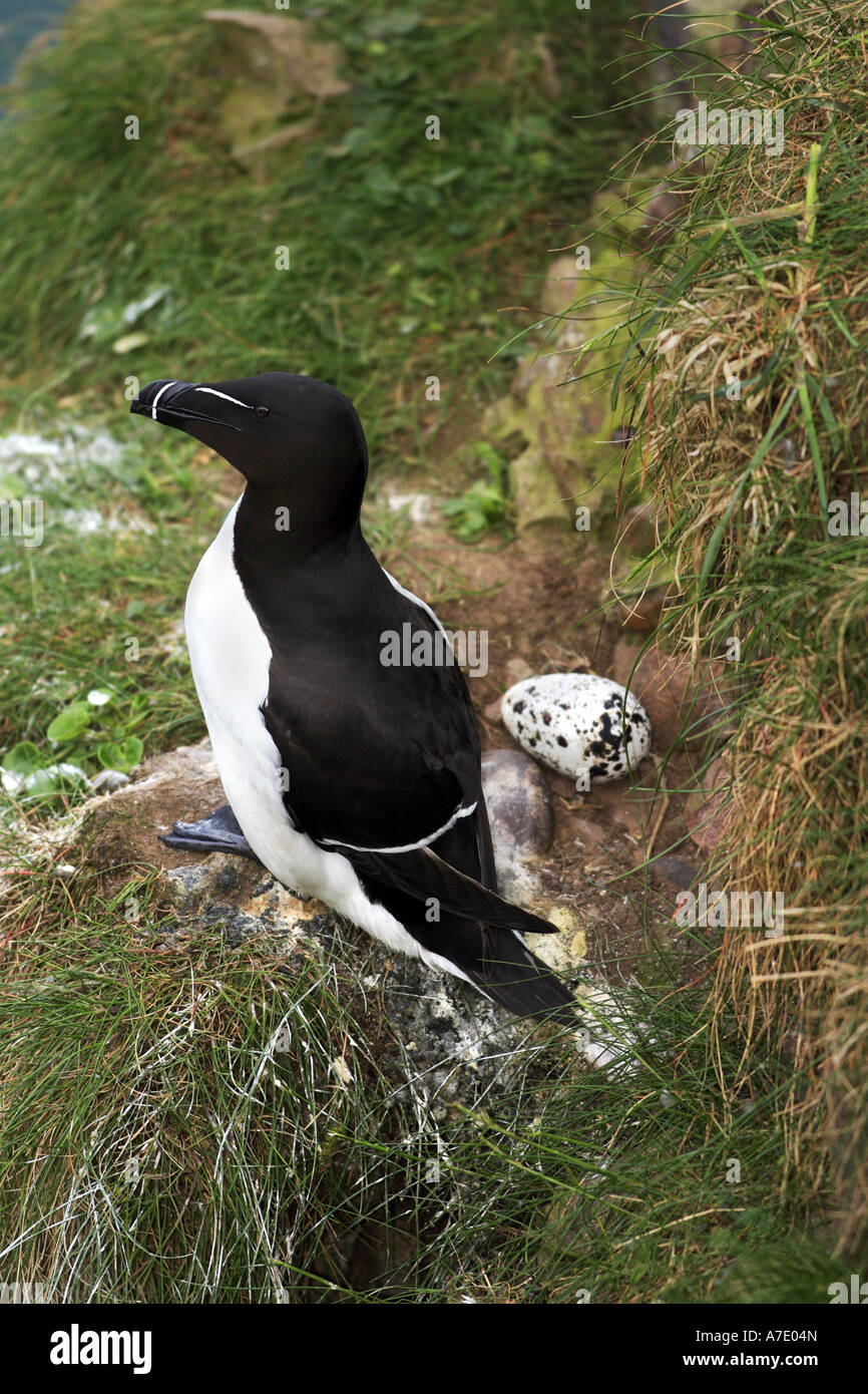 Razorbill egg hi-res stock photography and images - Alamy