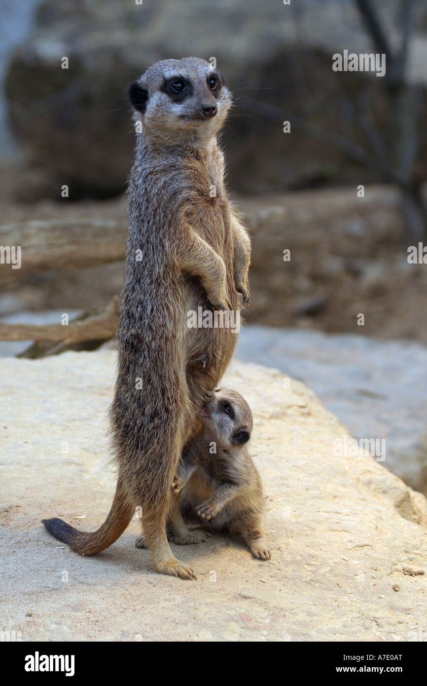 suricate, slender-tailed meerkat (Suricata suricatta), nursing young ...