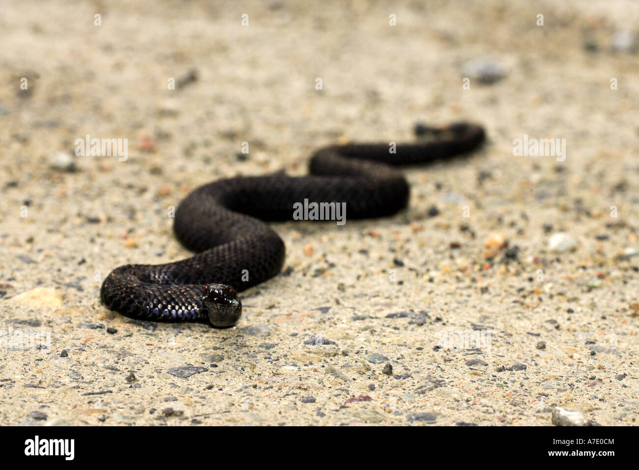 adder, common viper, common European viper, common viper (Vipera berus ...