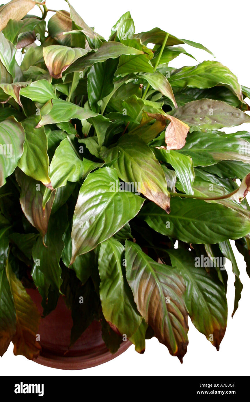 Peace Lily (Spathiphyllum wallisii), indoor plant damaged by sunburn ... Peace Lily (Spathiphyllum wallisii), indoor plant damaged by sunburn ...
