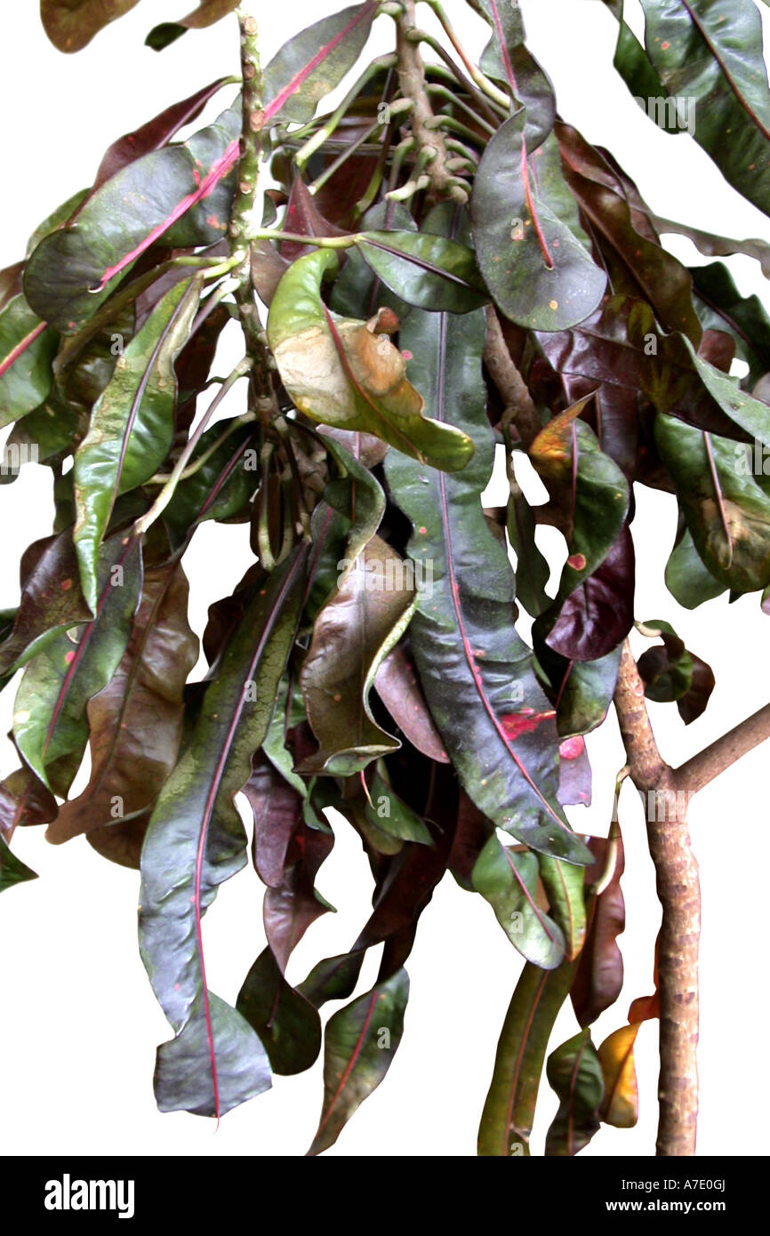 Croton (Codiaeum variegatum var. pictum), indoor plant damaged by ...