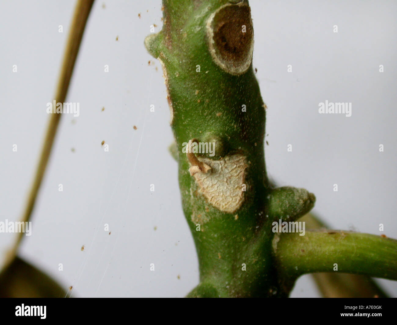 Croton (Codiaeum variegatum var. pictum), plant damaged by spider mites ...
