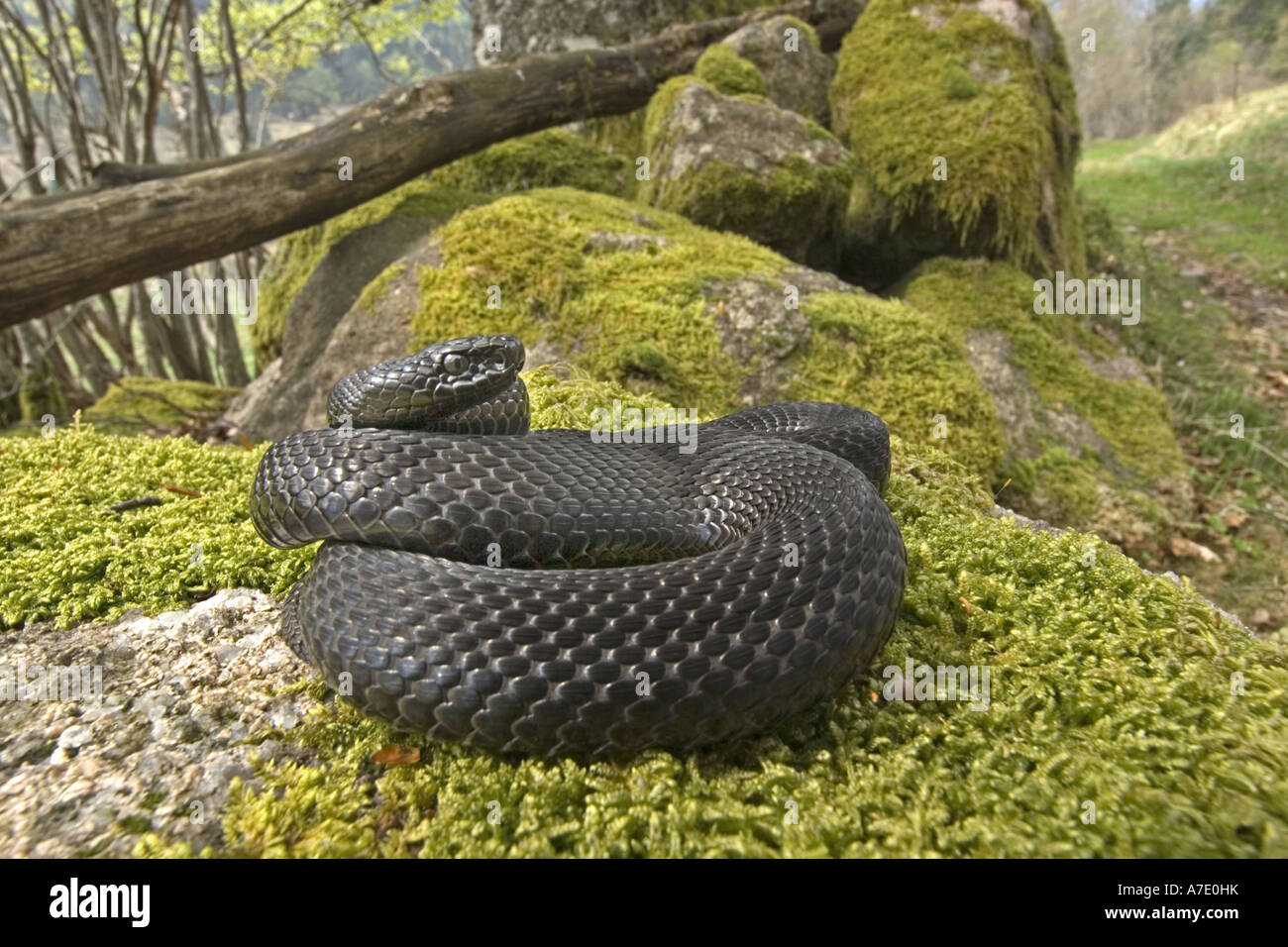adder, common viper, common European viper, common viper (Vipera berus ...