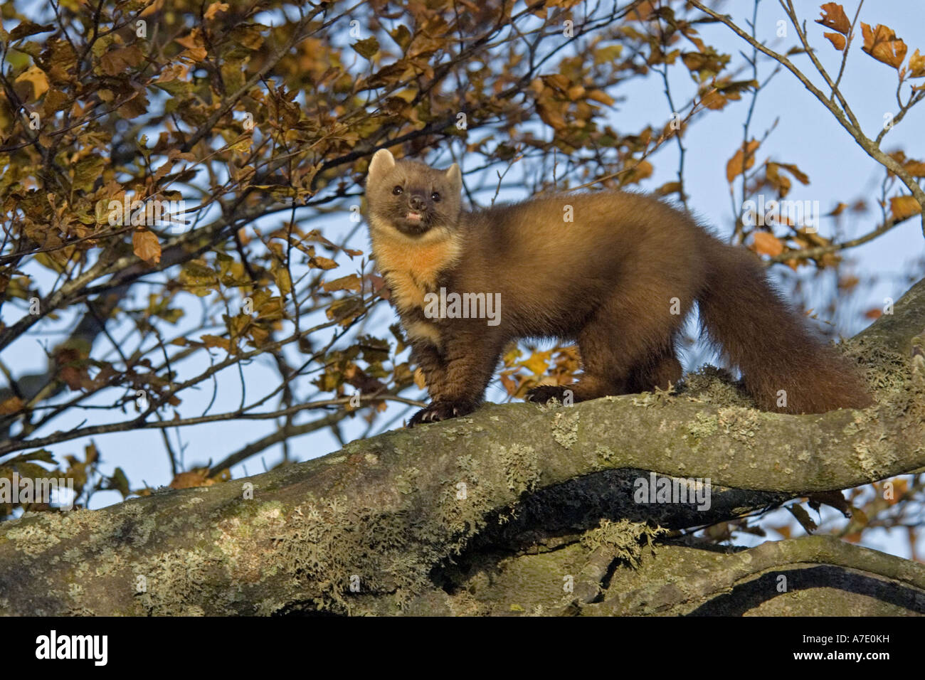 European pine marten (Martes martes), juvenile Stock Photo - Alamy