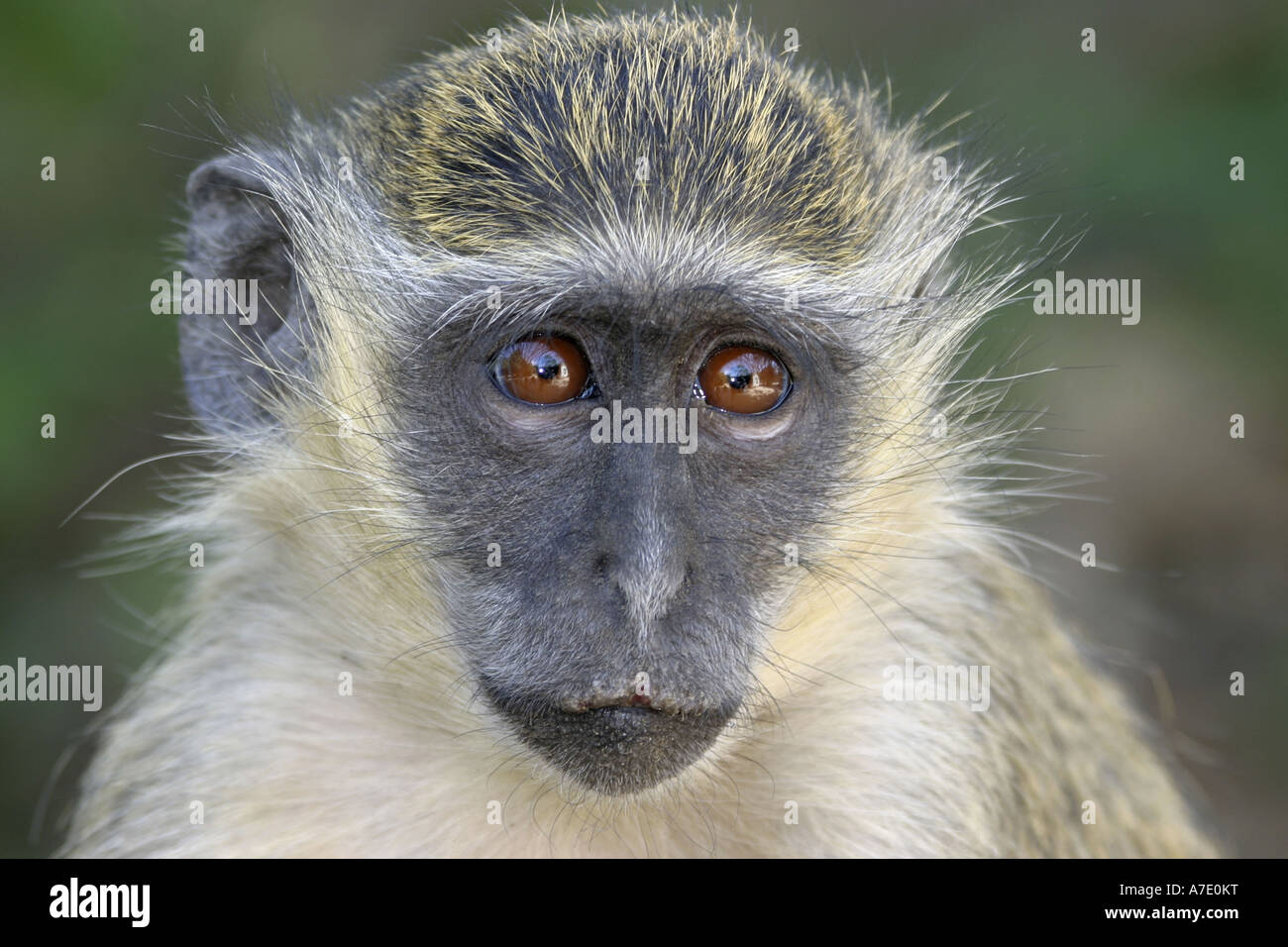 grivet monkey, savanna monkey, green monkey (Cercopithecus aethiops ...