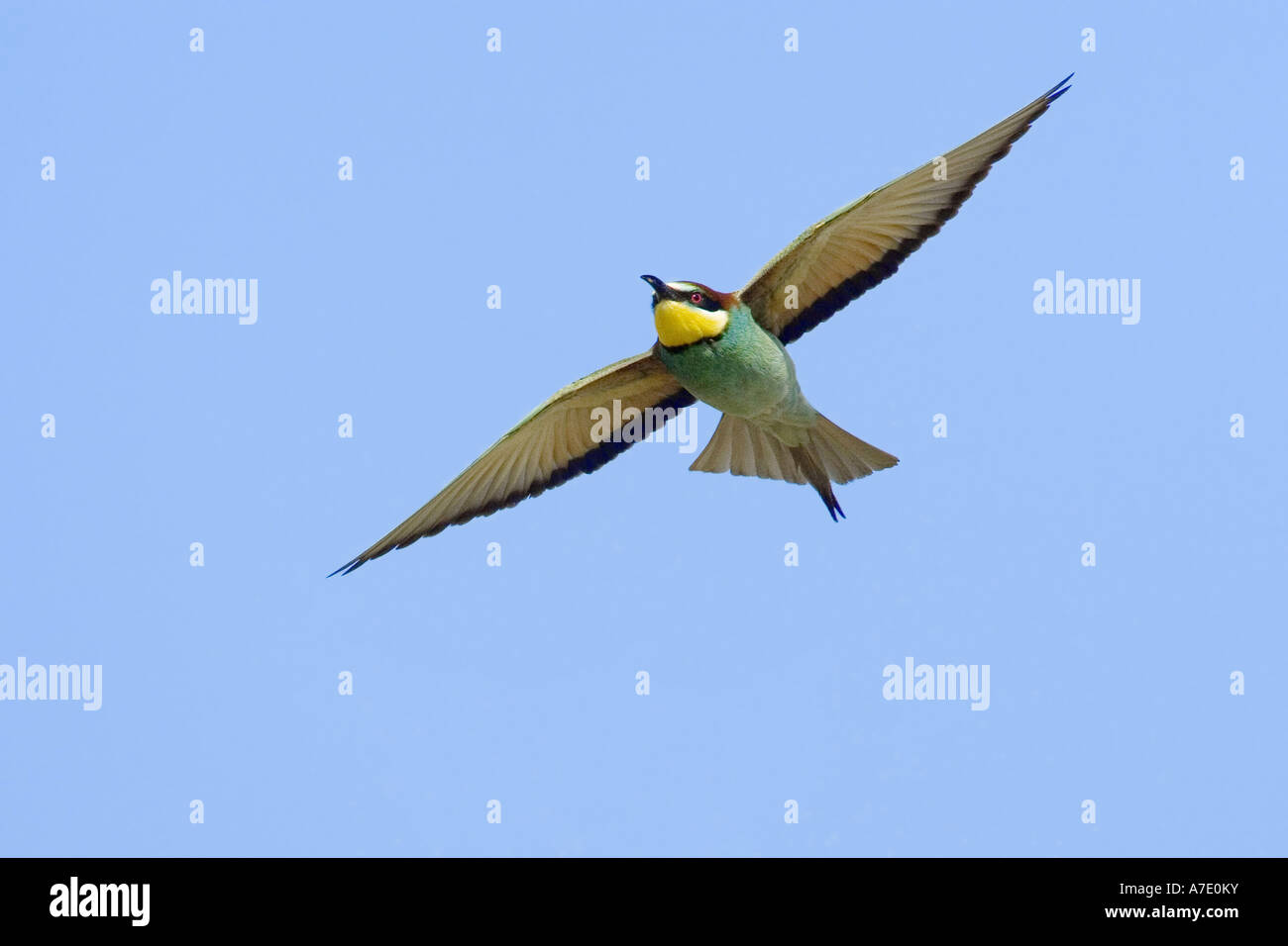 Africa namibia african bee eaters hi-res stock photography and images ...