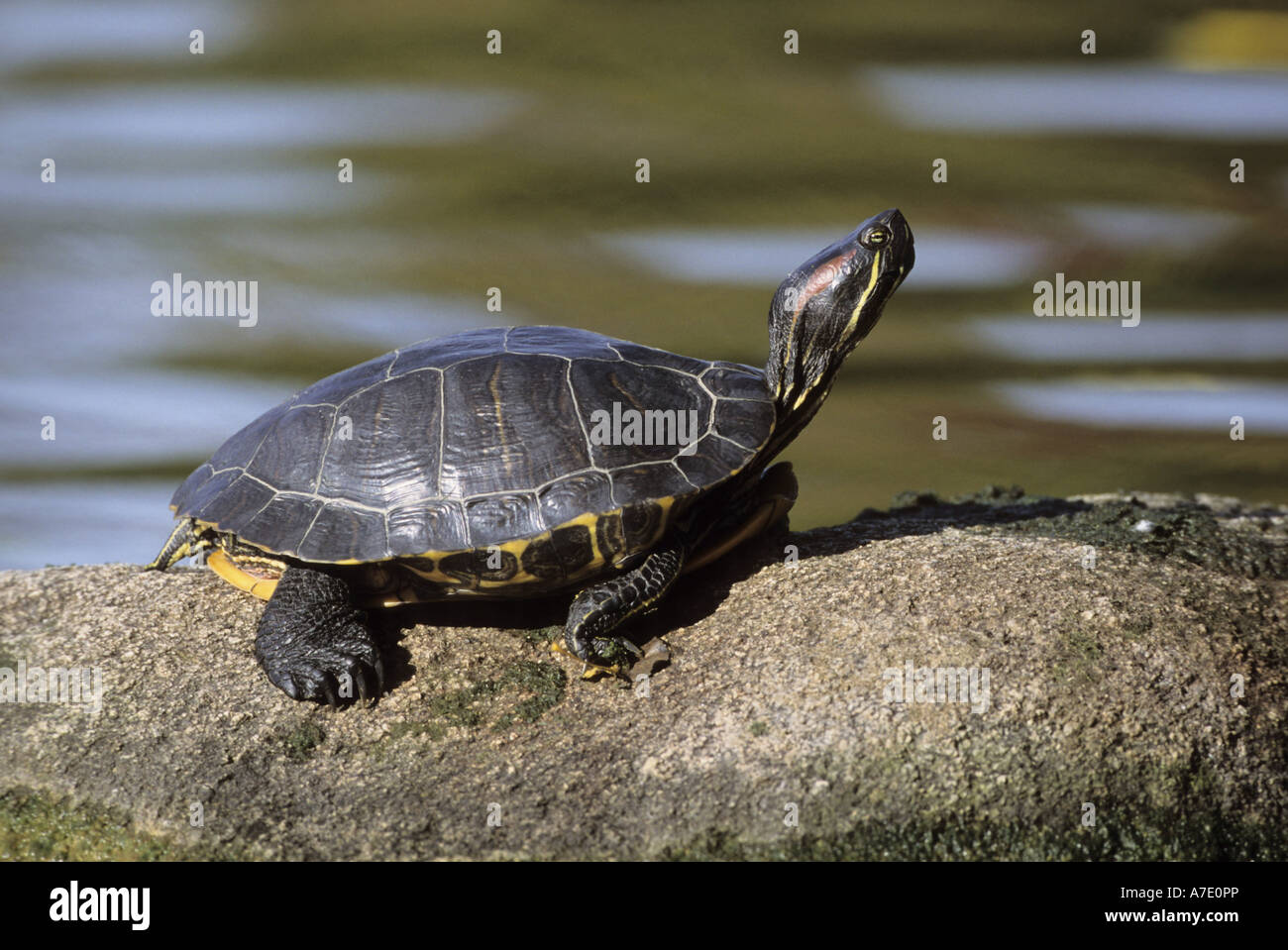 red-eared turtle, red-eared slider (Pseudemys scripta elegans ...