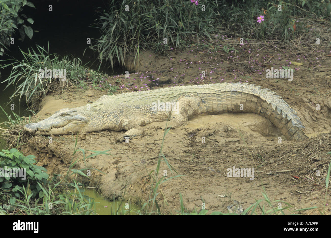Orinoco crocodile (Crocodylus intermedius), after mud bath, Venezuela ...