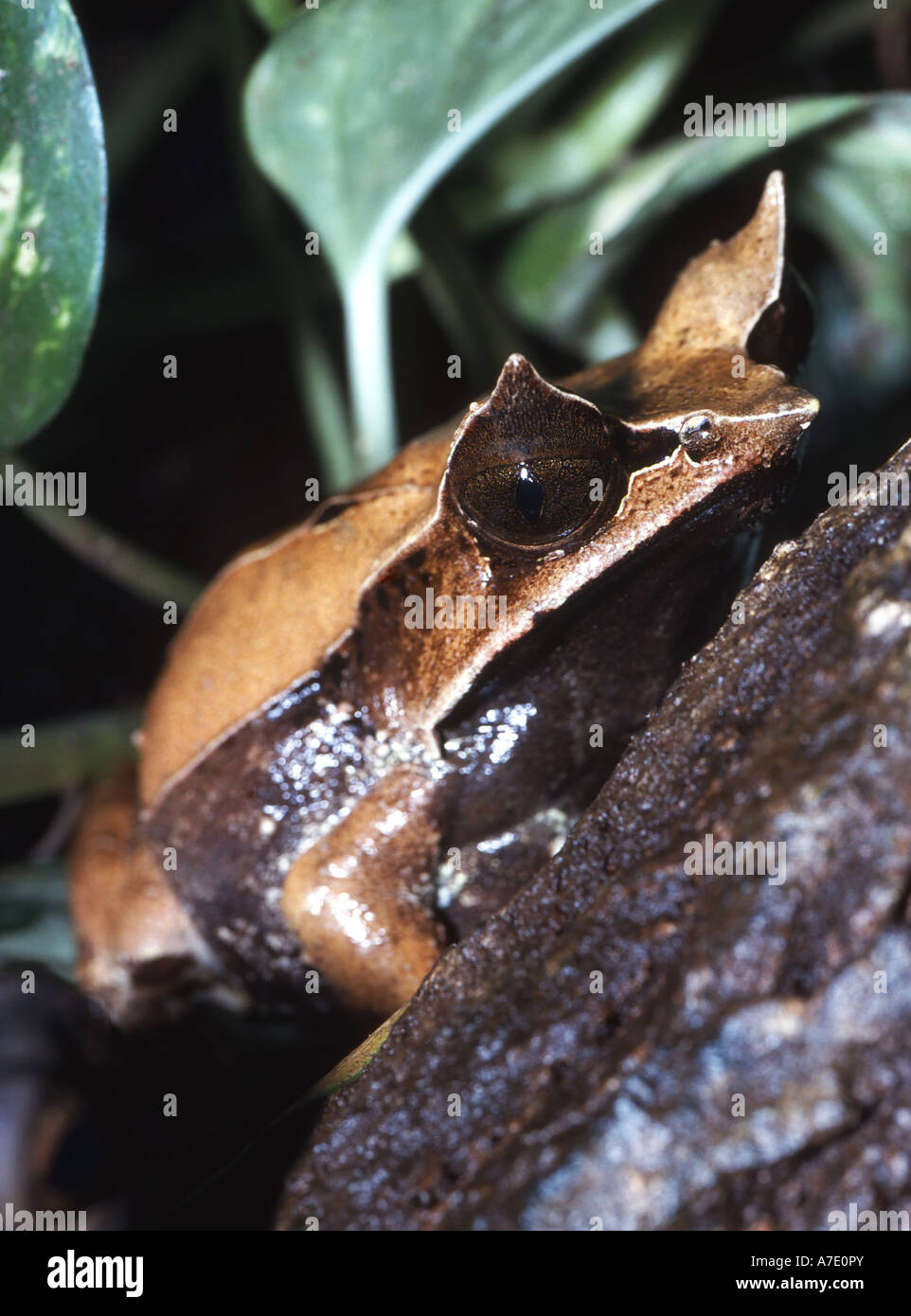 Horned forest frog (Megophrys monticola Stock Photo - Alamy