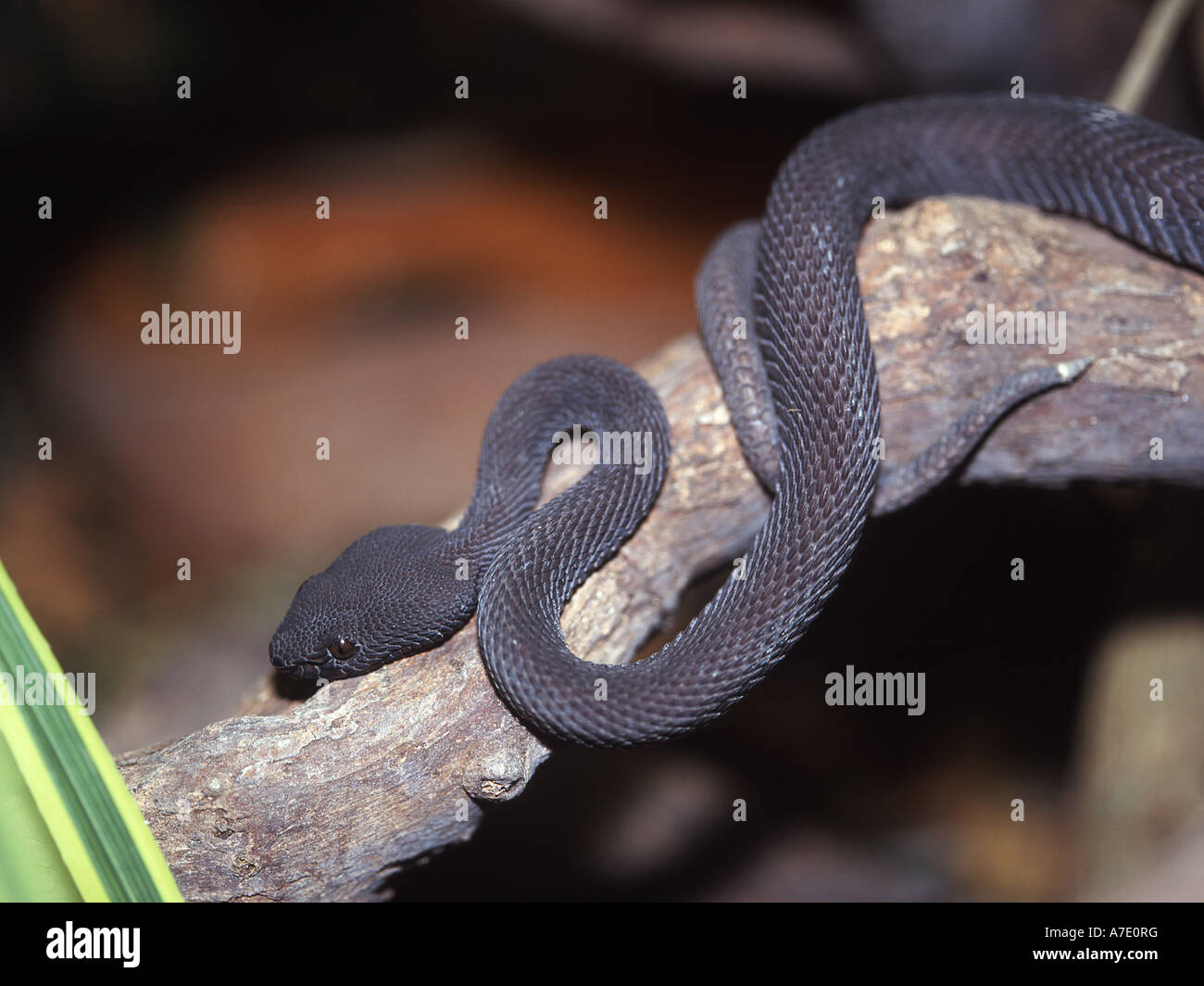 mangrove viper (Trimeresurus purpureomaculatus Stock Photo - Alamy