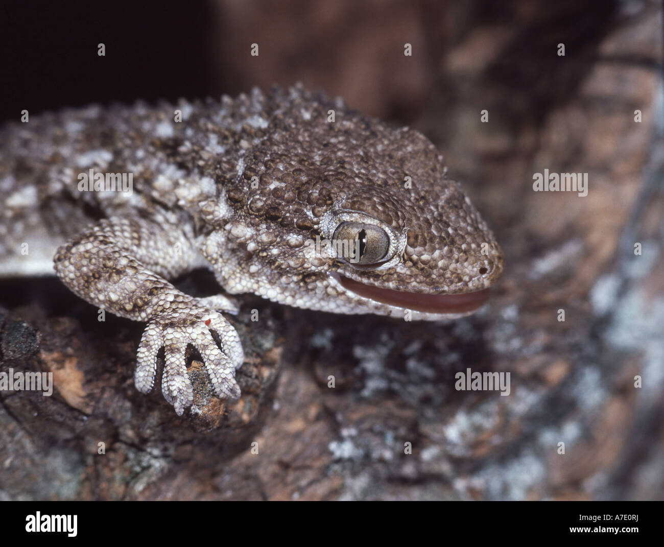 common wall gecko, Moorish gecko (Tarentola mauritanica), portrait ...