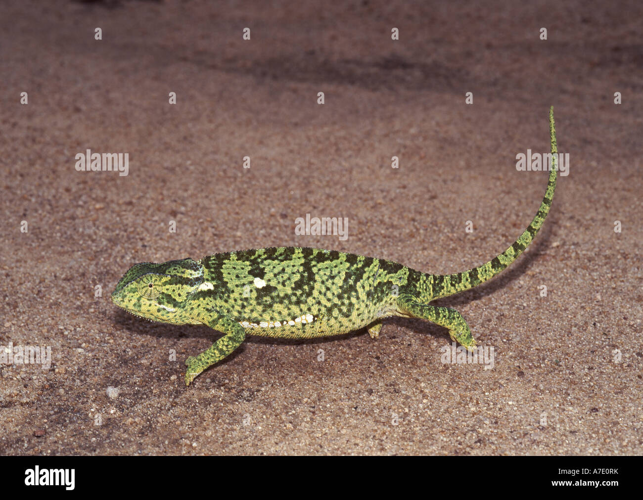 Dwarf chameleons hi-res stock photography and images - Alamy
